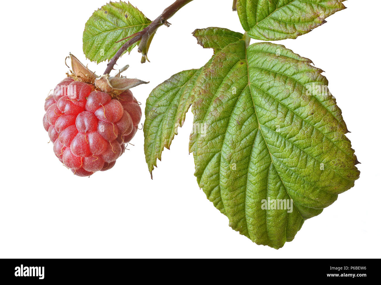 Raspberry with leaves isolated Stock Photo - Alamy