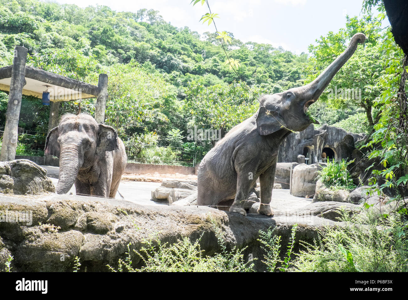 Taipei Zoo,zoo,animal,animals,Taipei,Taipei City,Taiwan,city,island ...