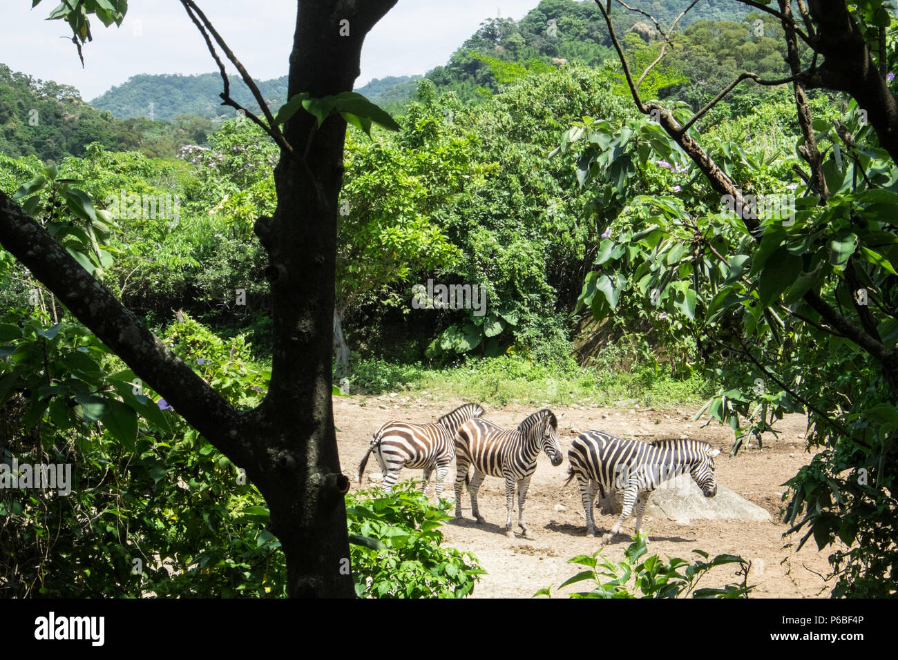 Taipei Zoo,zoo,animal,animals,Taipei,Taipei City,Taiwan,city,island ...