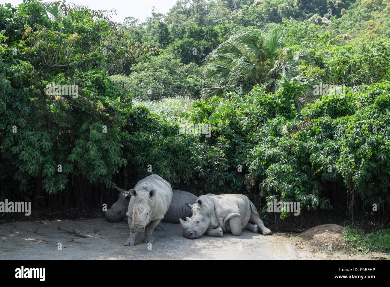 Taipei Zoo,zoo,animal,animals,Taipei,Taipei City,Taiwan,city,island ...