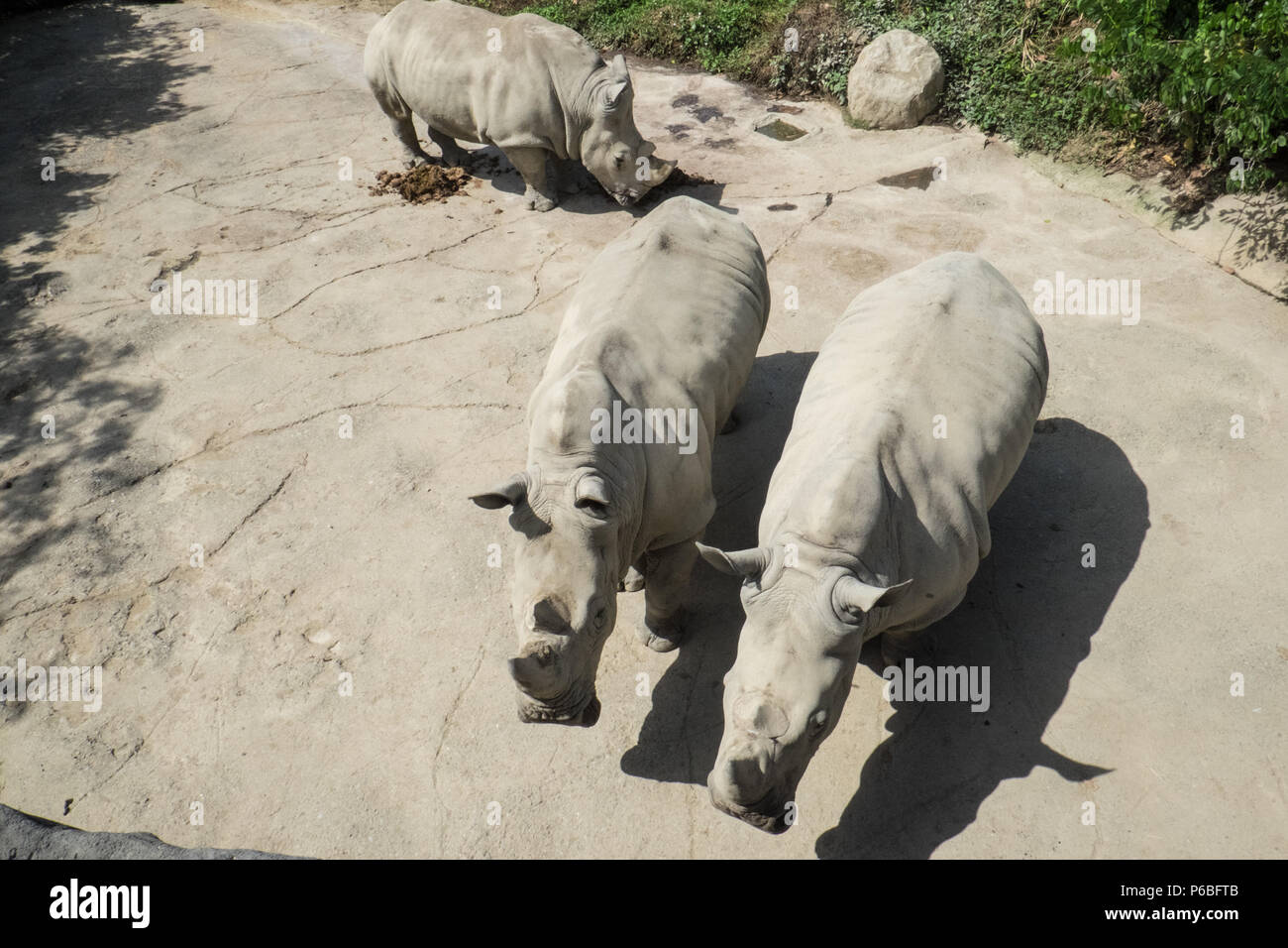 Taipei Zoo,zoo,animal,animals,Taipei,Taipei City,Taiwan,city,island ...