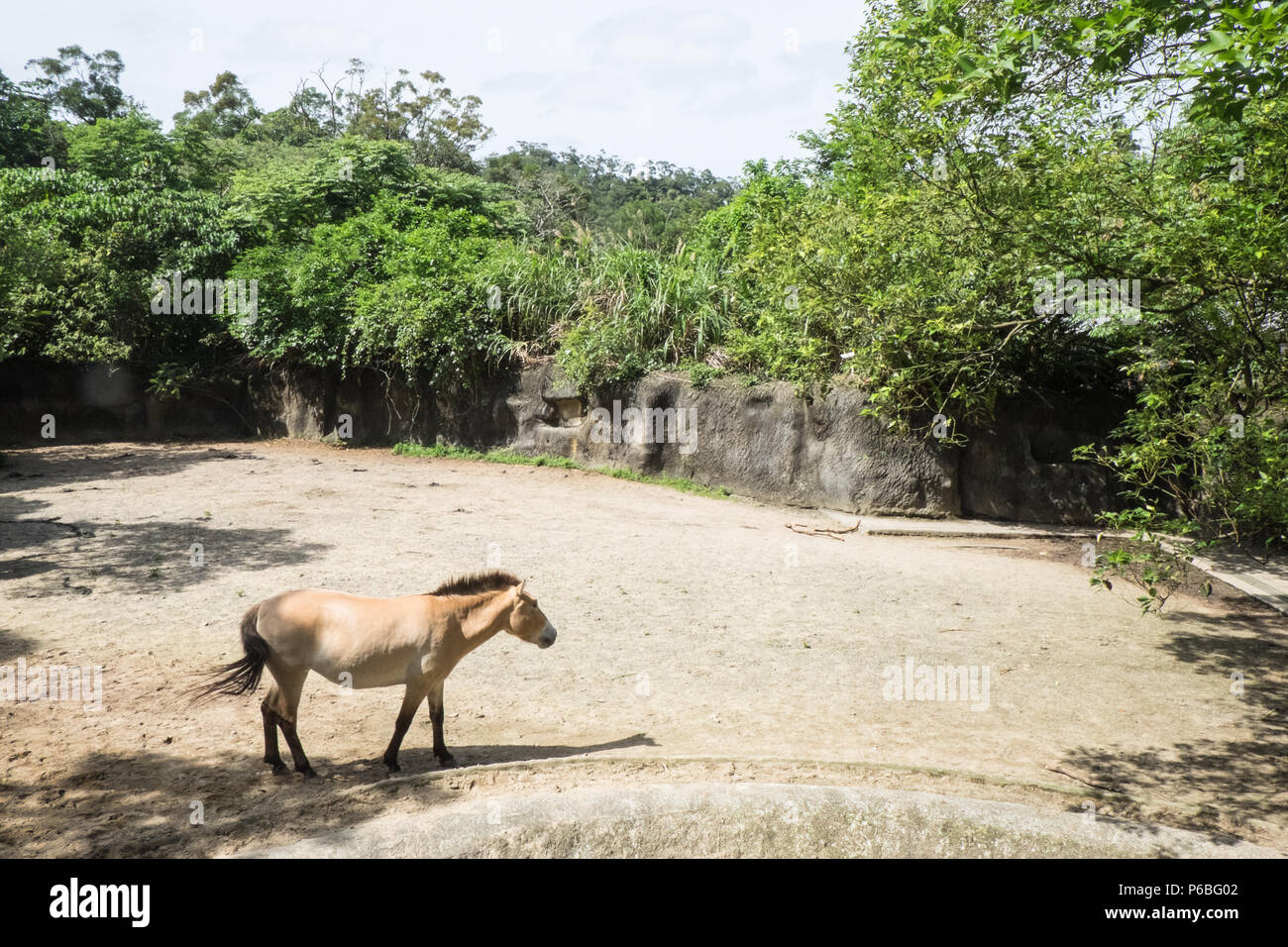 Taipei Zoo,zoo,animal,animals,Taipei,Taipei City,Taiwan,city,island ...