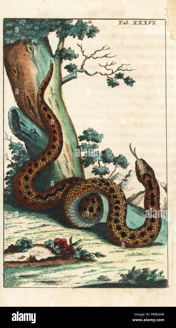Common European viper or adder, Vipera berus. Handcolored copperplate ...
