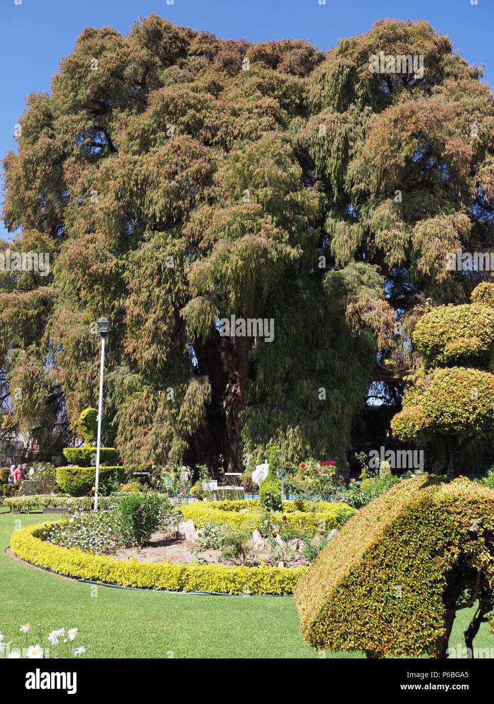 Montezuma cypress tree of Santa Maria del Tule city with stoutest trunk ...