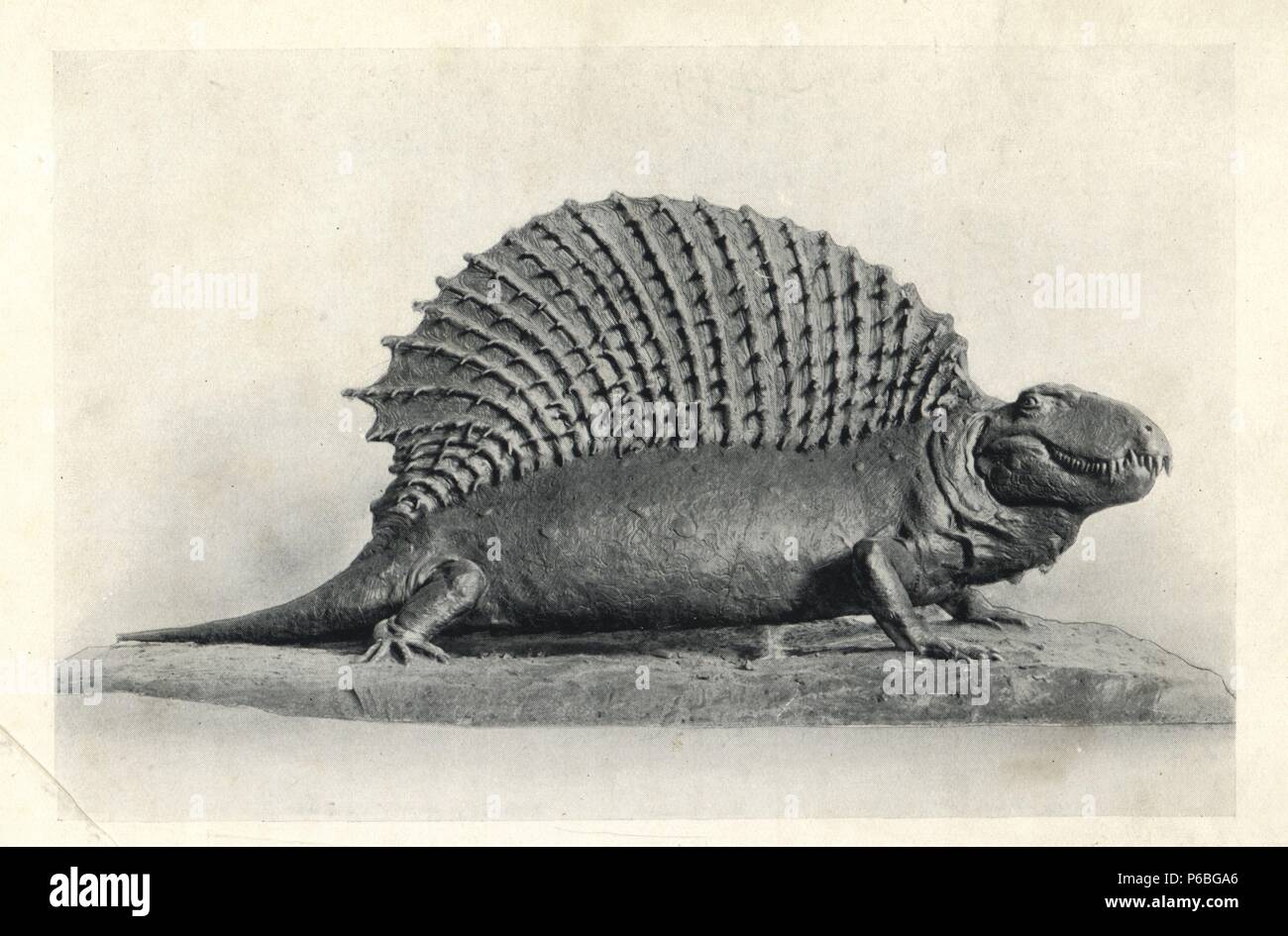 Edaphosaurus (Naosaurus) from Permian strata of Texas. Model restored ...