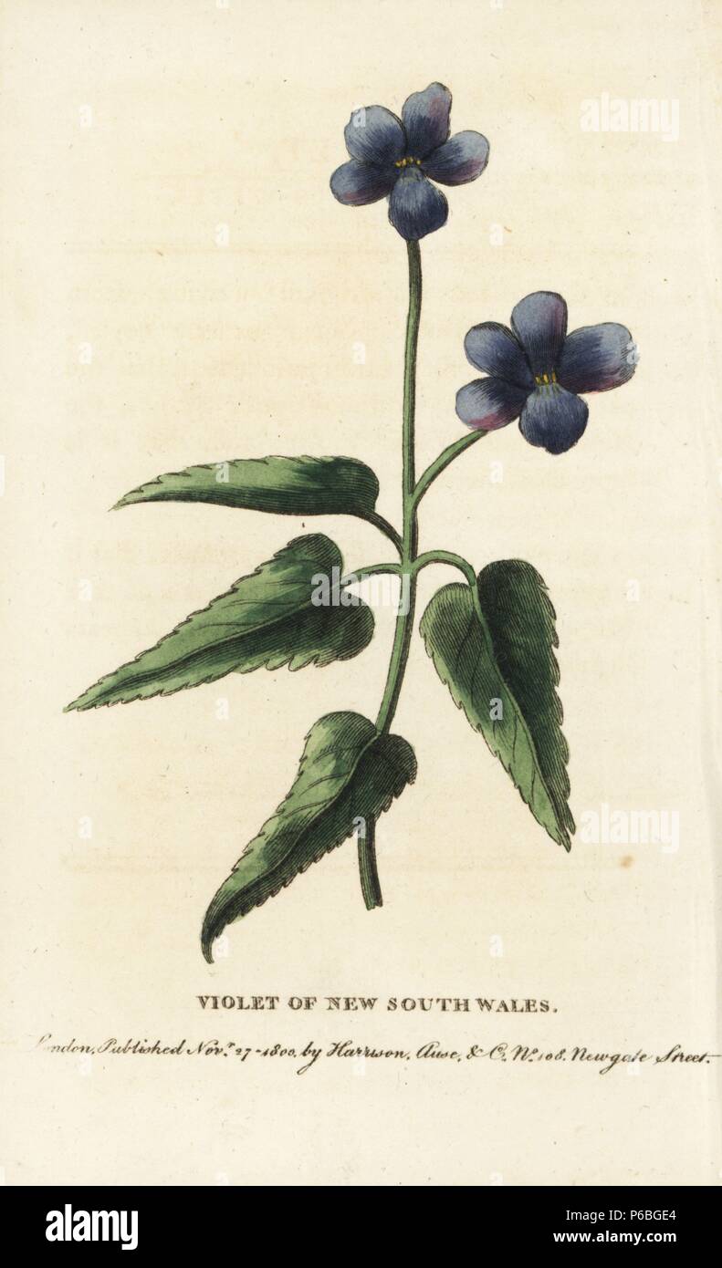Violet of New South Wales, Viola species. Handcoloured copperplate ...