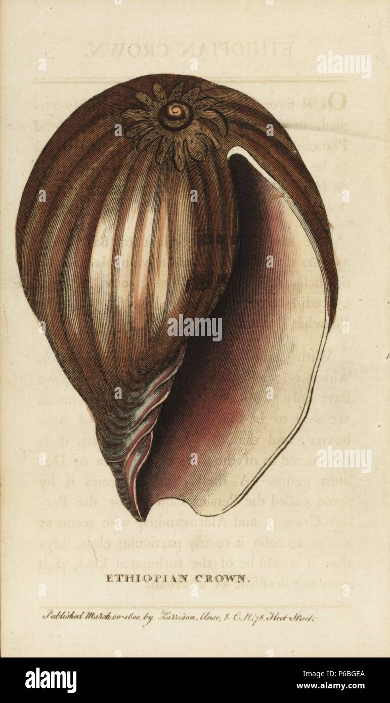 Ethiopian crown shell, Dolium species, Persica concha. Illustration ...