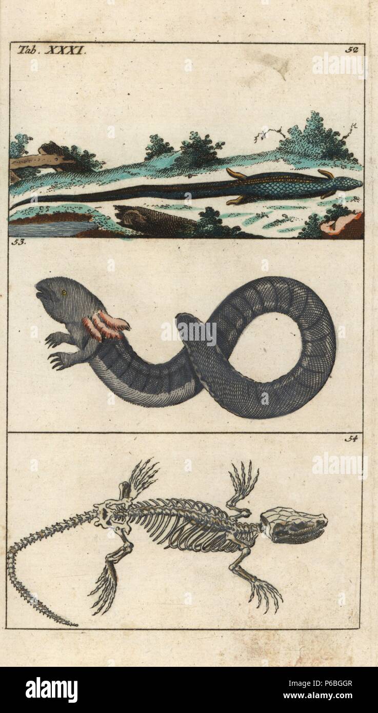Cape grass lizard, Chamaesaura anguina 52, greater siren, Siren ...