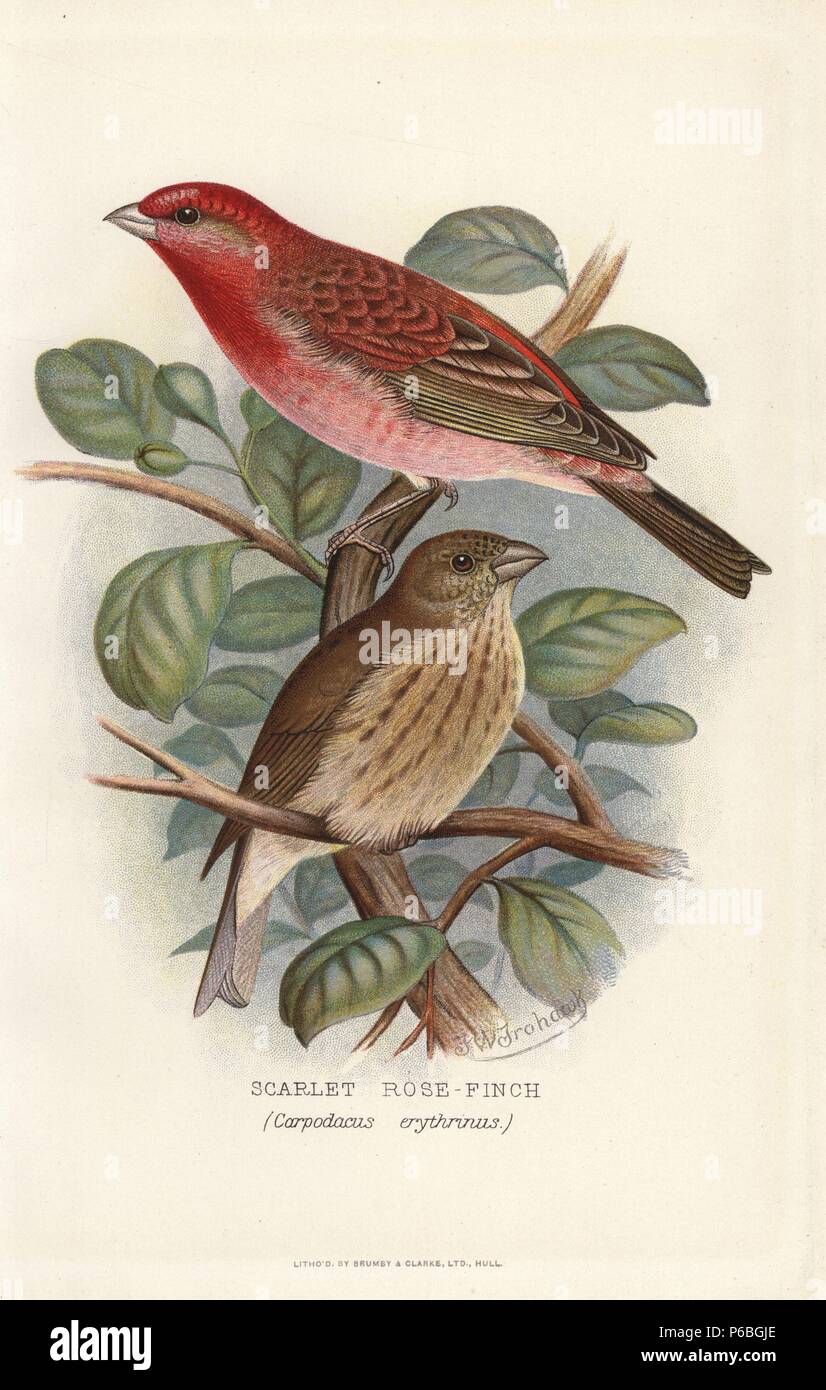 Scarlet finches hi-res stock photography and images - Alamy