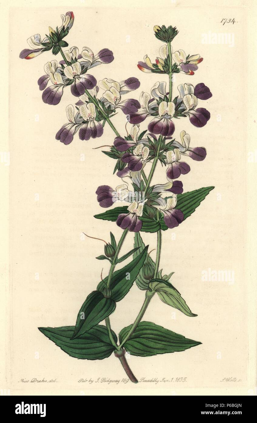 Collinsia Heterophylla