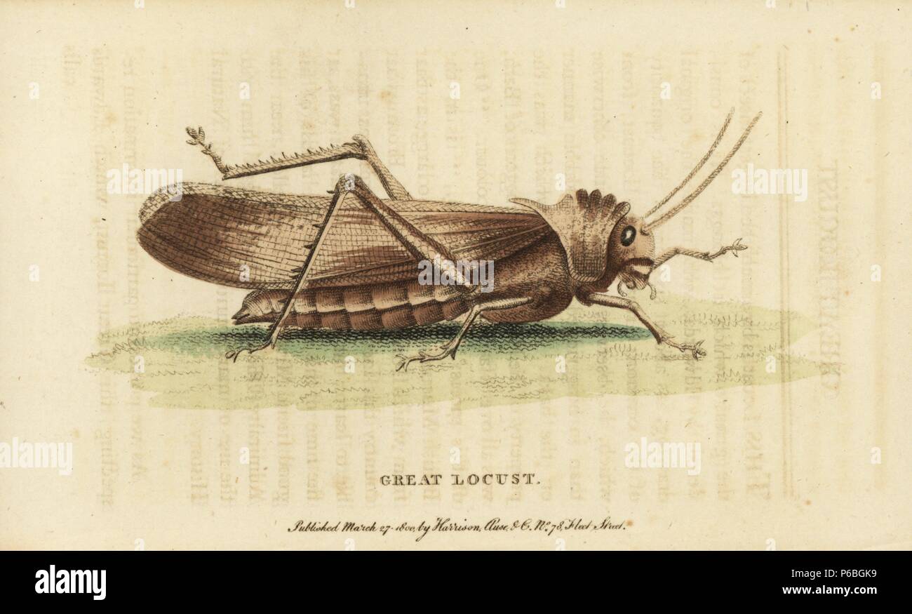 Great locust. Unknown species of locust "six times the size of the ...