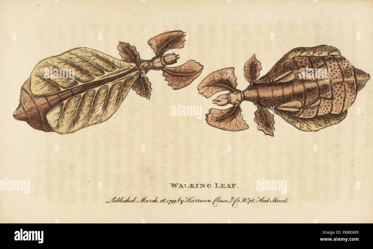 Walking leaf insect, Phyllium species, from the West Indies ...