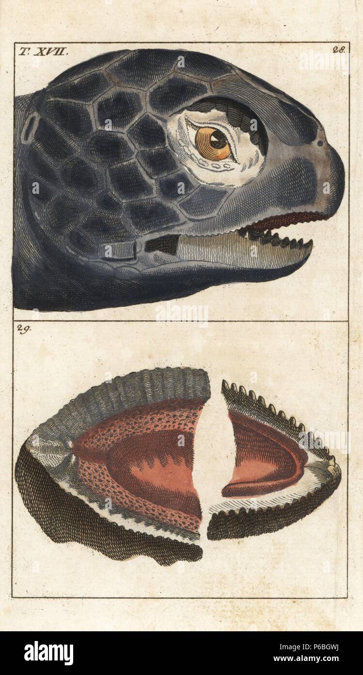 Head and teeth of the leatherback sea turtle, Dermochelys coriacea ...