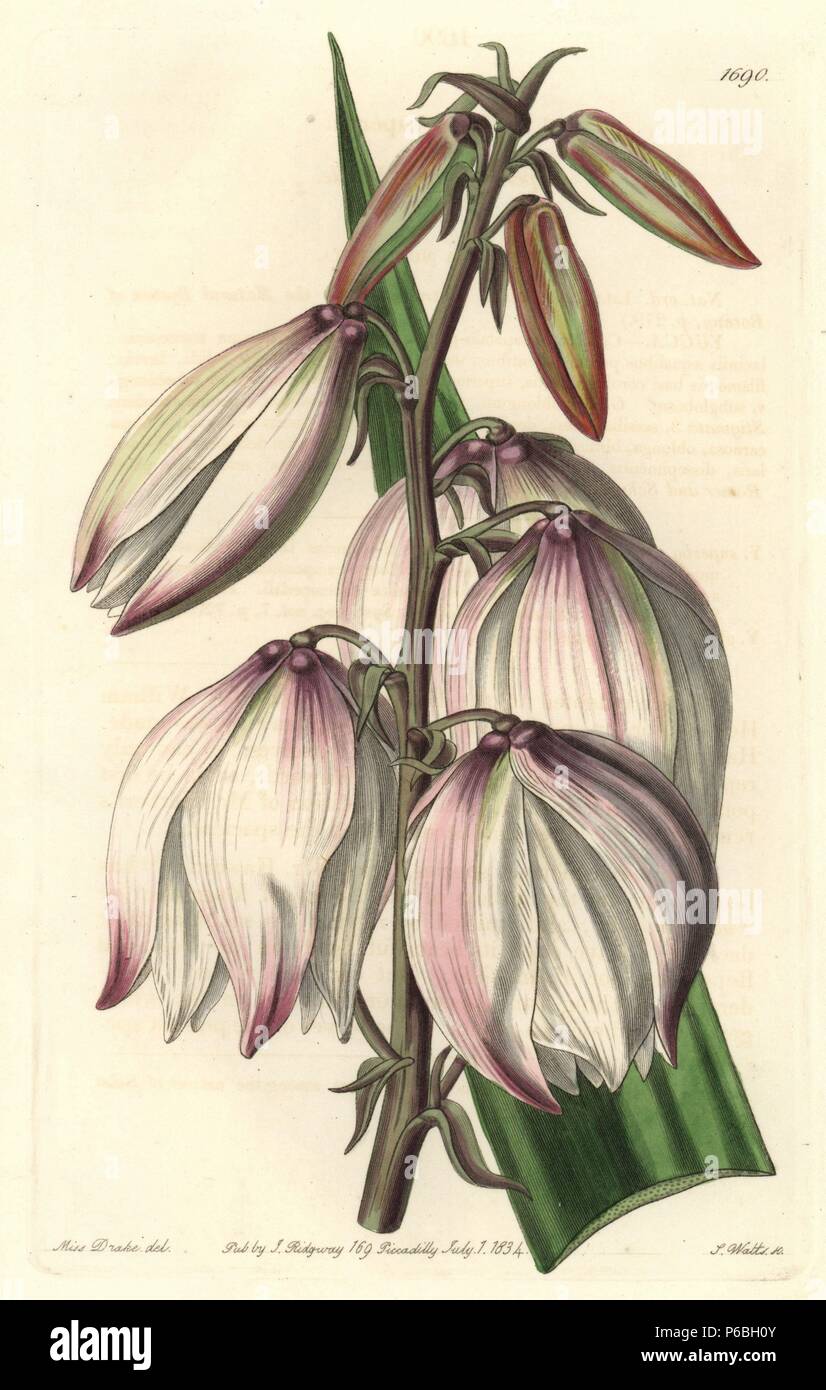 Spanish dagger, Yucca gloriosa var. gloriosa (Superb Adam's needle ...