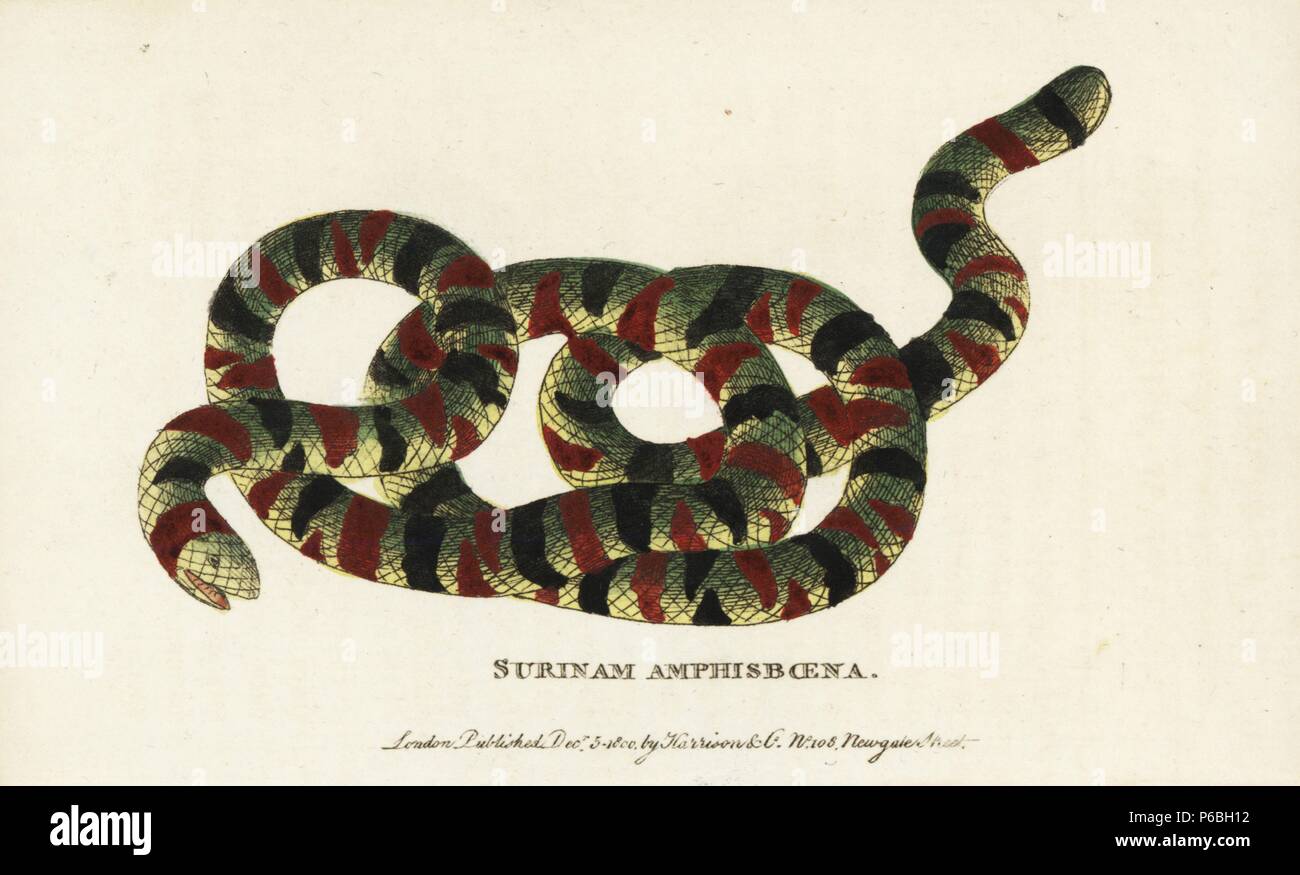 Amphisbaena magnifica hi-res stock photography and images - Alamy