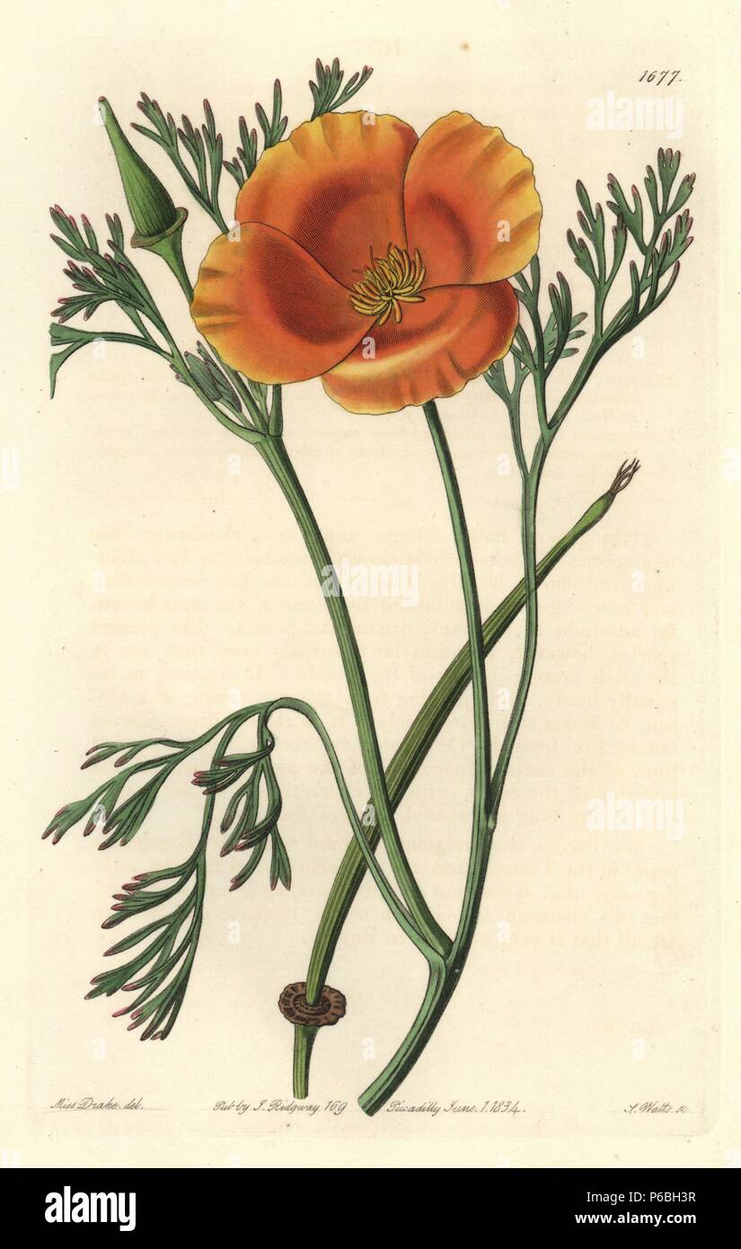 Miss poppy hi-res stock photography and images - Alamy