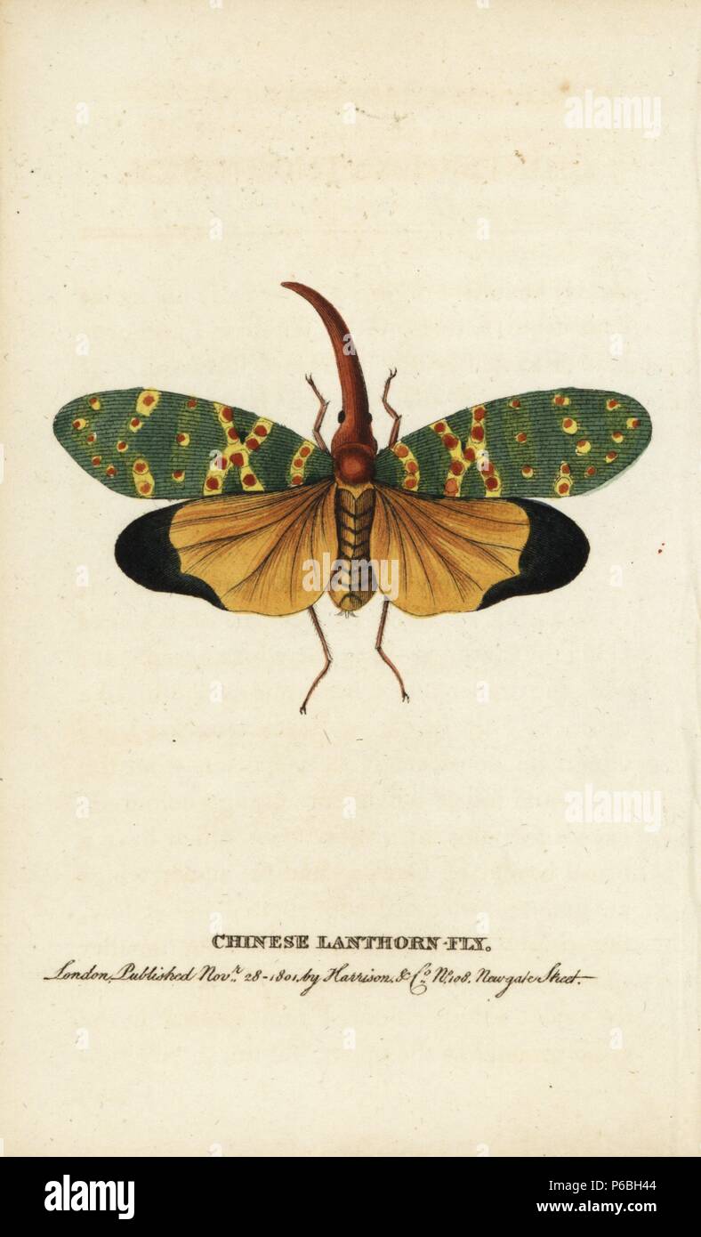 Chinese lanthorn fly or lantern fly, Pyrops candelarius. Illustration ...