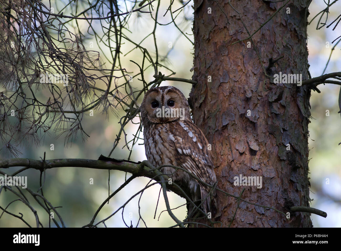 Uk tree identification hi-res stock photography and images - Alamy