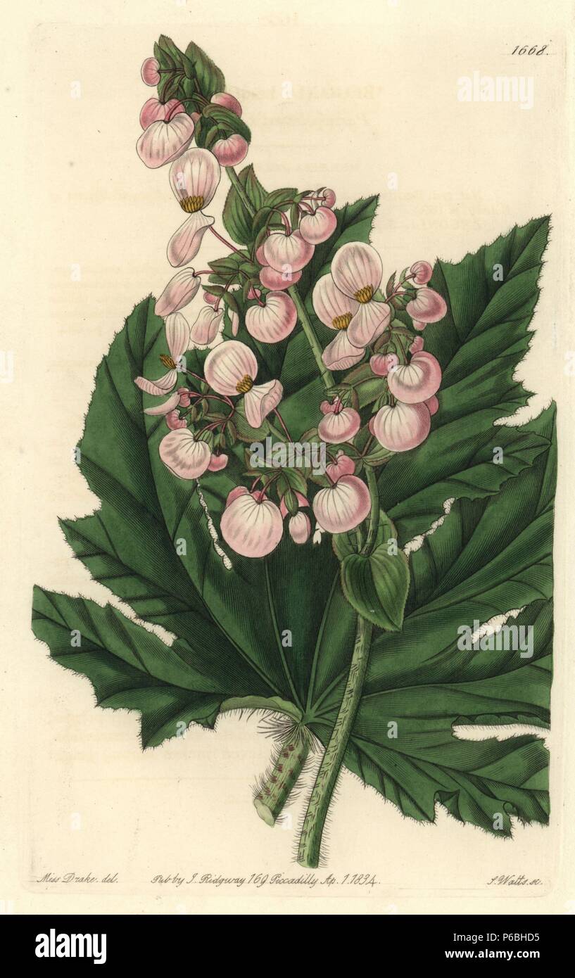 Parsnip-leaved or starleaf begonia, Begonia heracleifolia. Native to ...