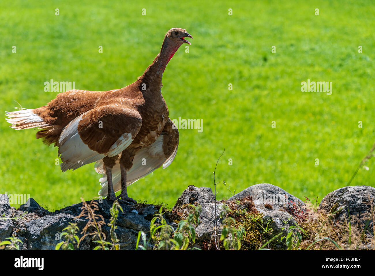 Bourbon Red turkey bird on a wall Stock Photo - Alamy
