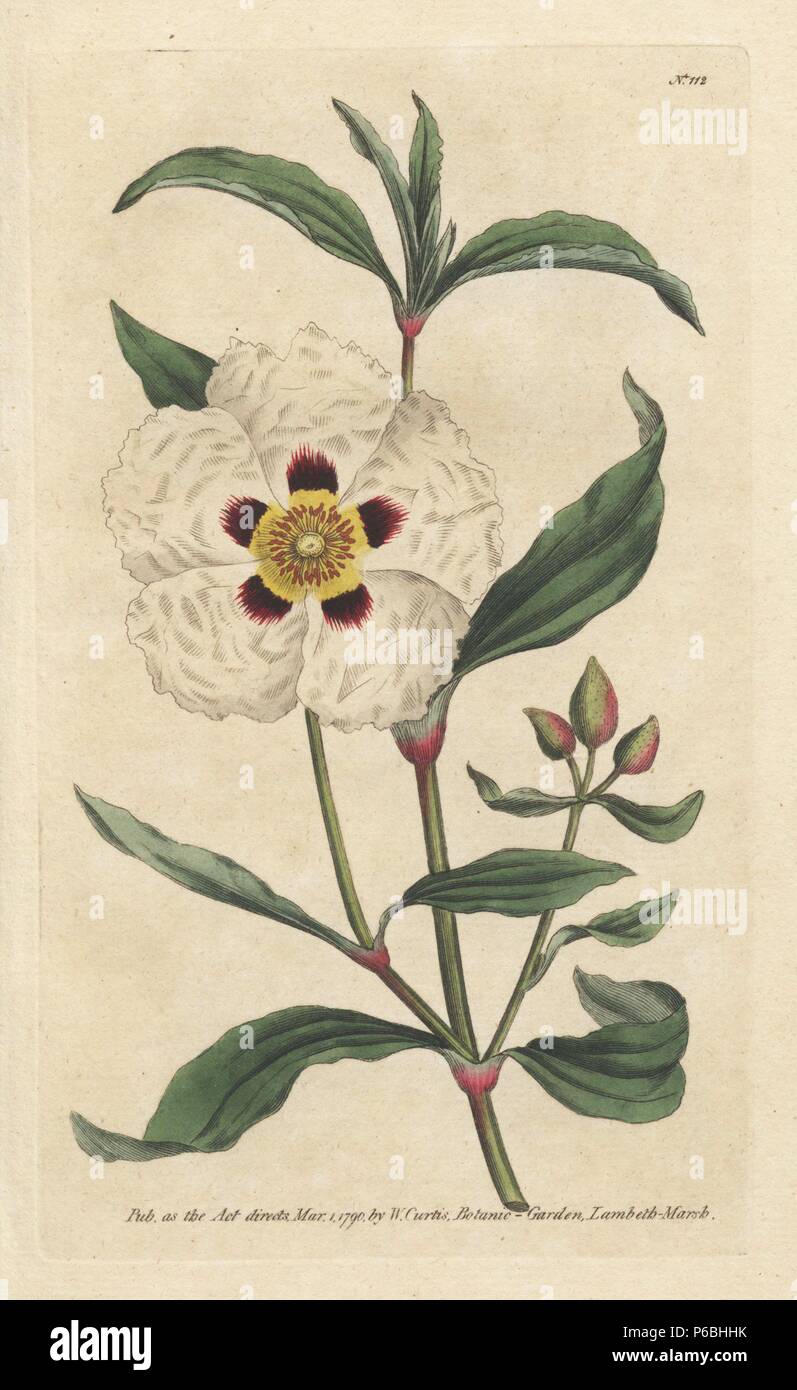 Gum cistus or rock rose, Cistus x cyprius (Cistus ladaniferus ...