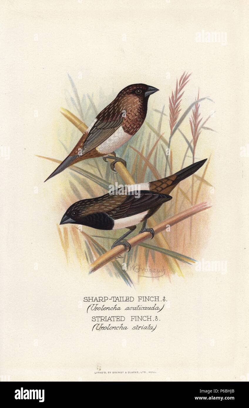 Northwestern white-rumped munia, Lonchura striata acuticauda, and white ...