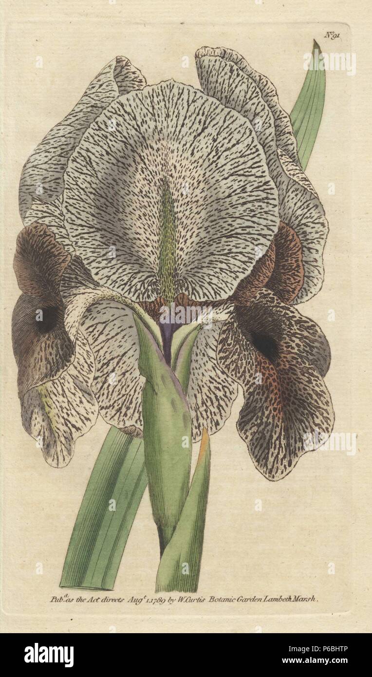 Antique engraving iris hi-res stock photography and images - Alamy