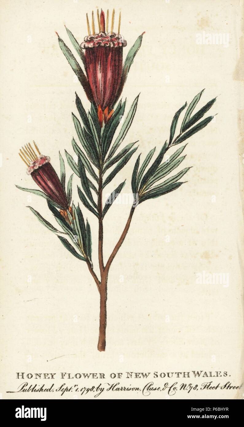 Honey flower of New South Wales, Australia. Handcoloured copperplate ...