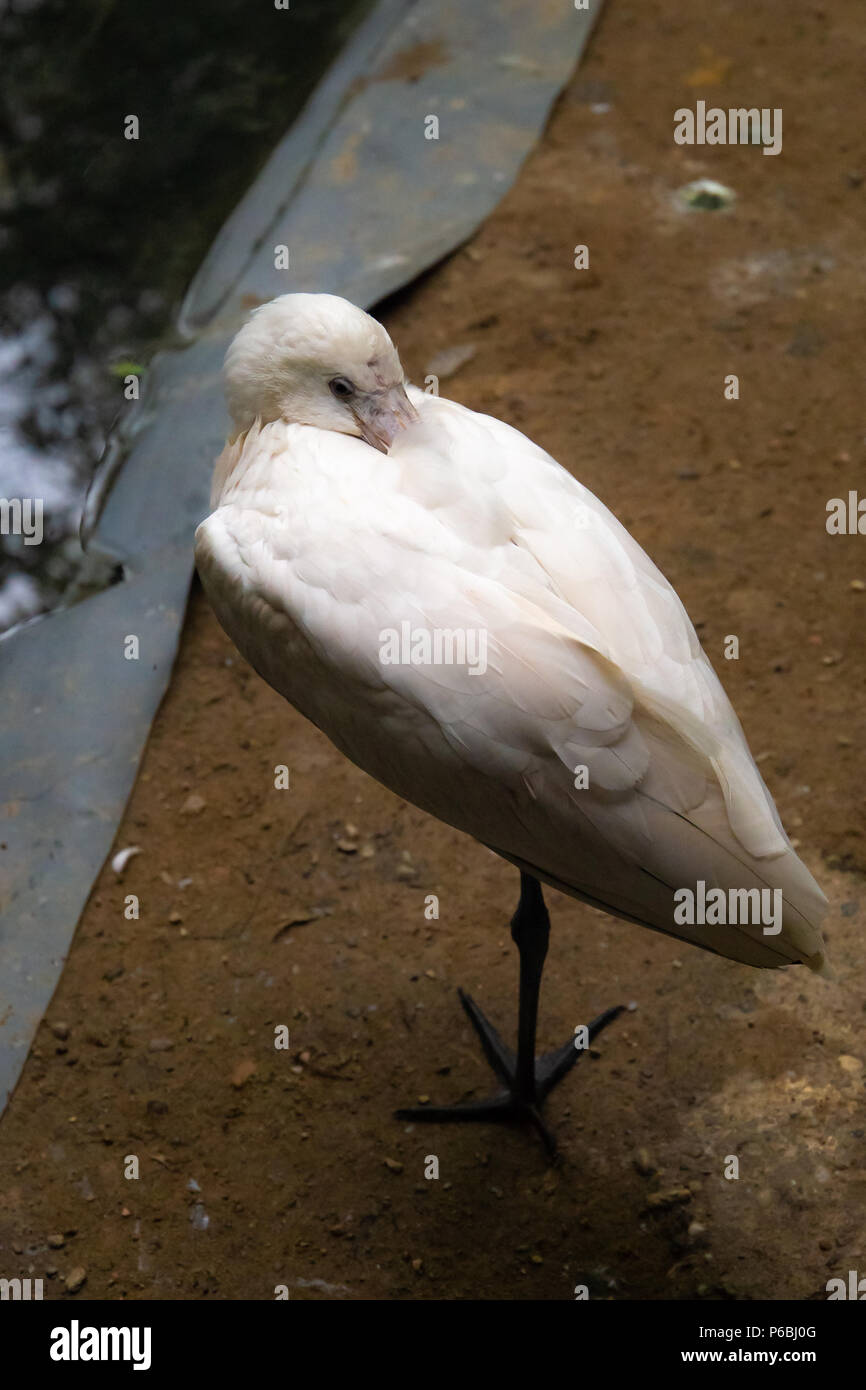 series of photos depicting various species of birds and amphibians in ...