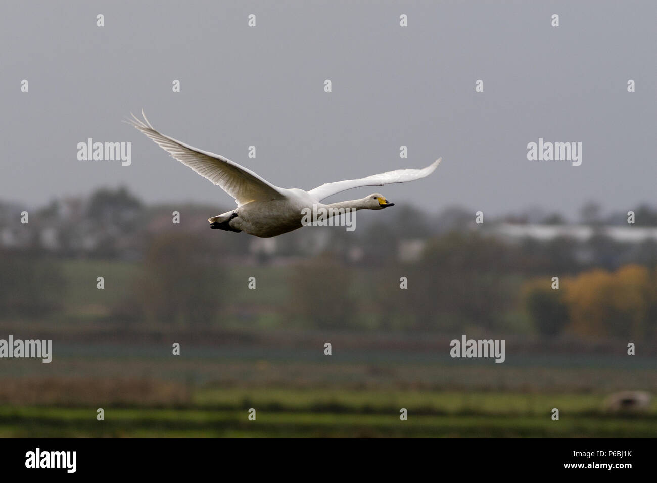 Whooper Swan, Cygnus cygnus, in flight, UK Stock Photo - Alamy