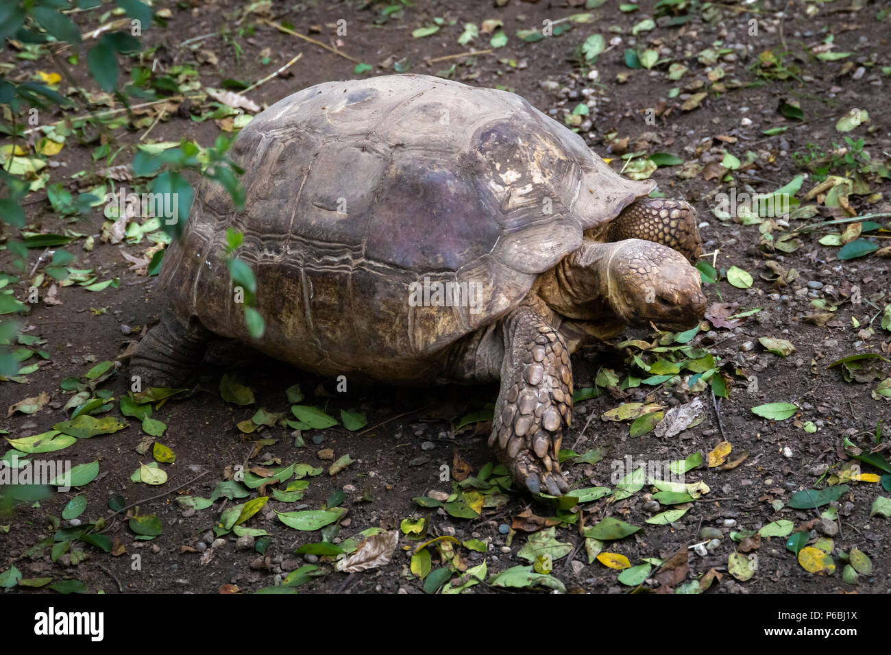 series of photos depicting various species of birds and amphibians in ...