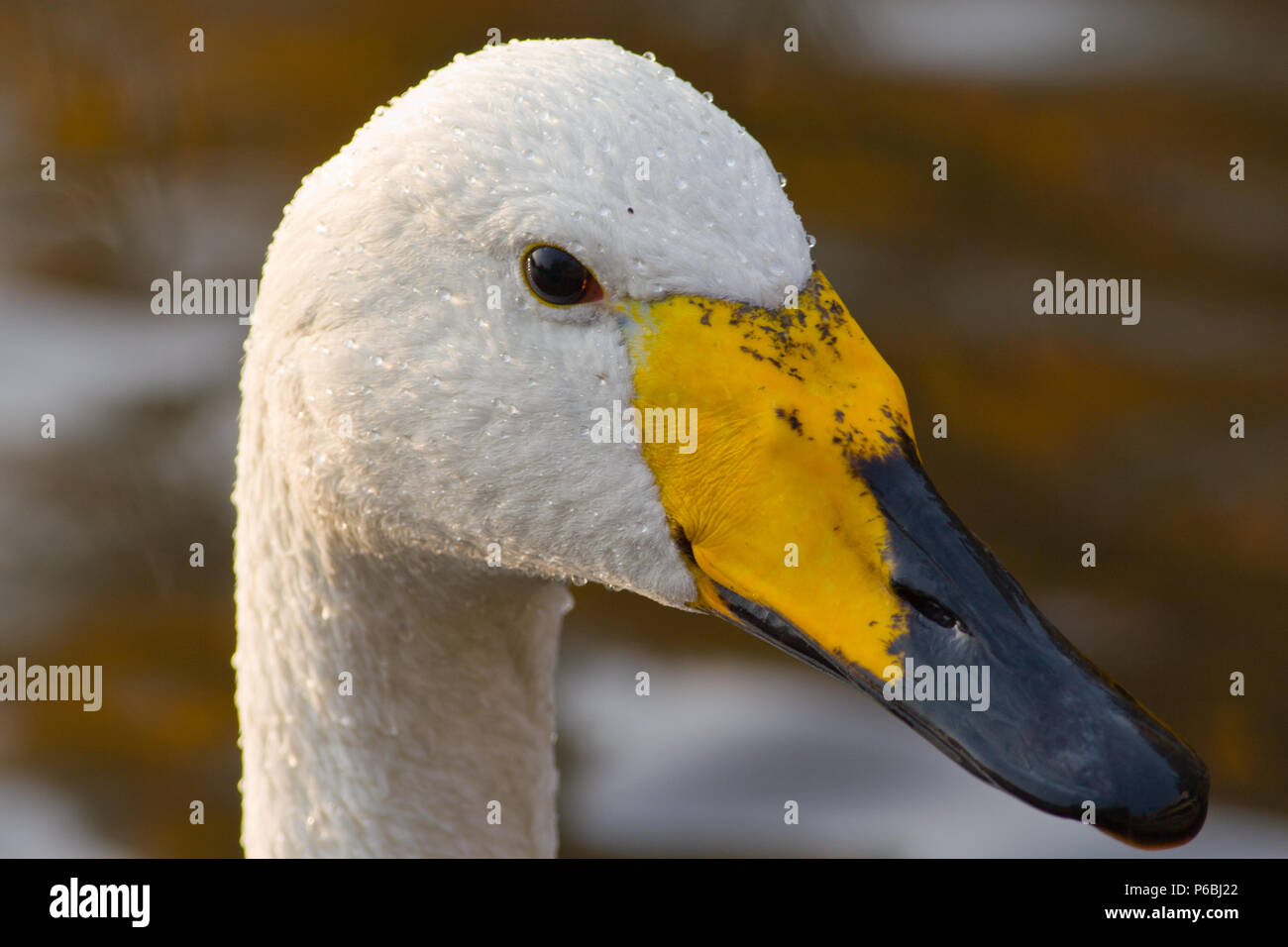 Swan identification hi-res stock photography and images - Alamy