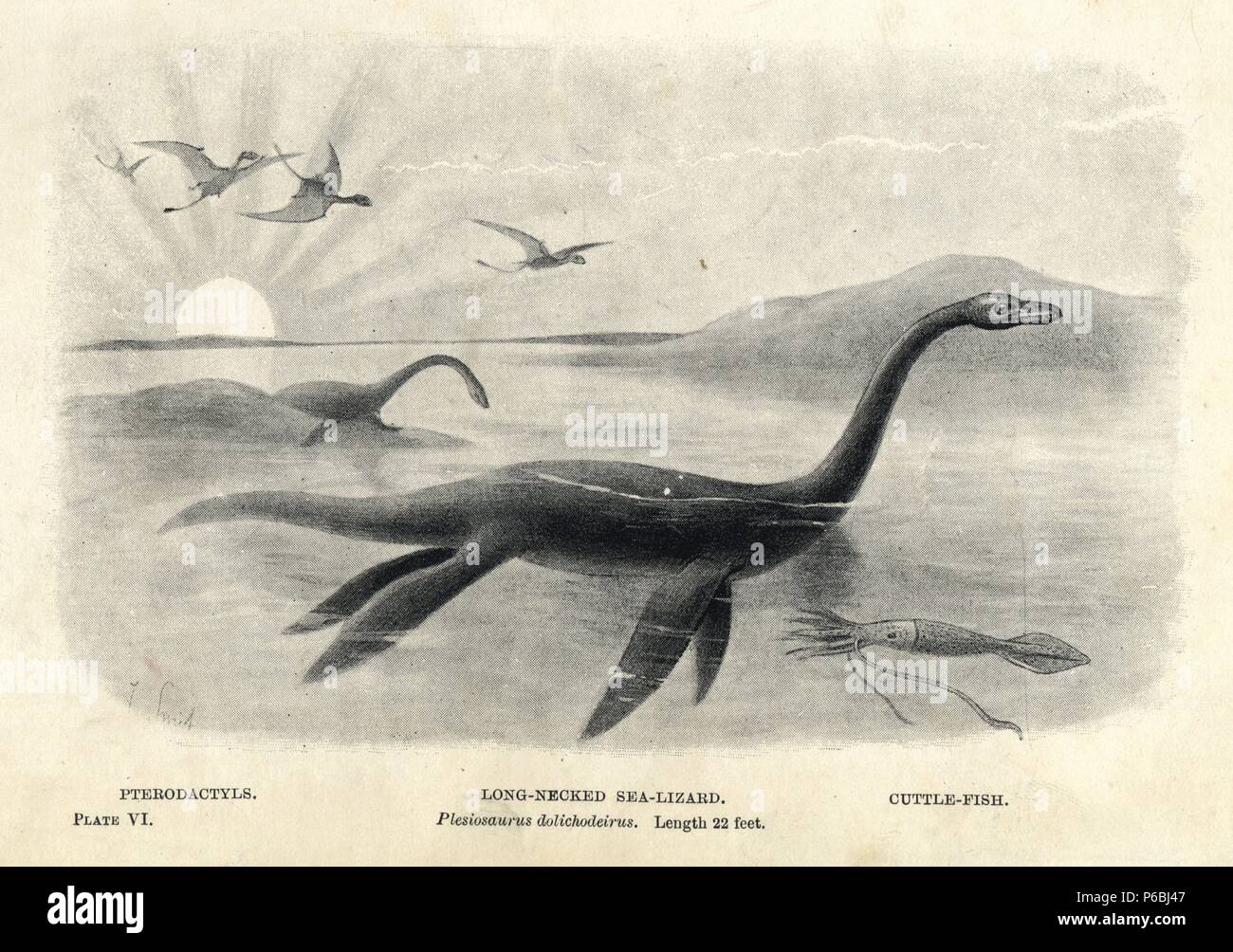 Long-necked sea-lizard Plesiosaurus dolichodeirus, with prehistoric cuttlefish and flying ...