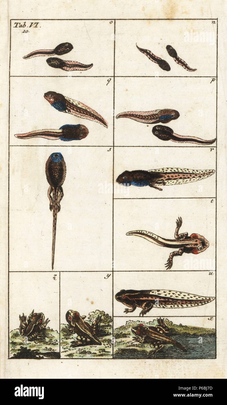 Metamorphosis from the tadpole to the frog hi-res stock photography and ...