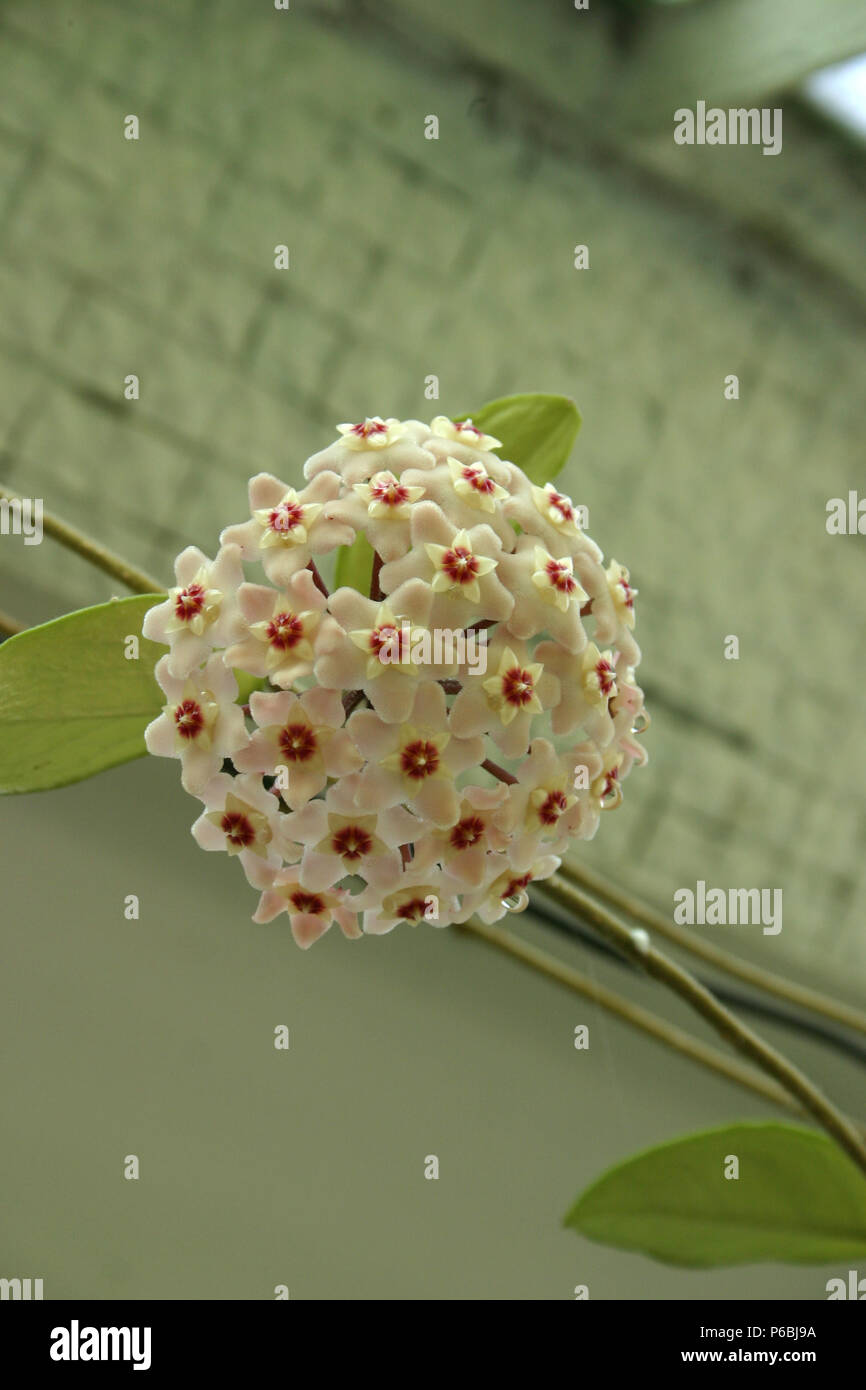 Hoya carnosa flower cluster Stock Photo - Alamy