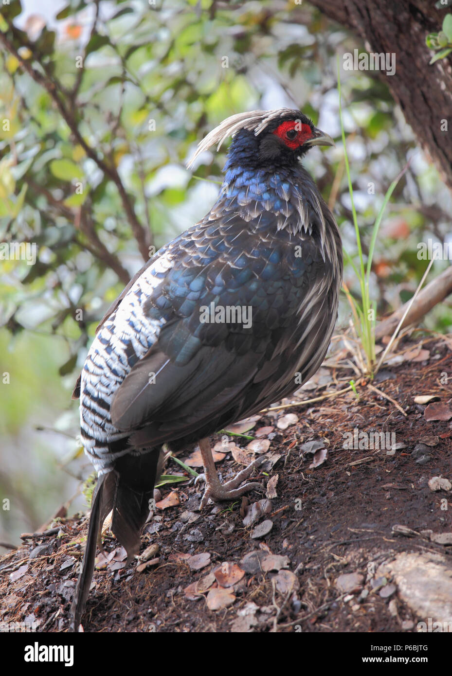 Hawaii, Big Island, kalij pheasant, lophura leucomelanos, Hawaii ...
