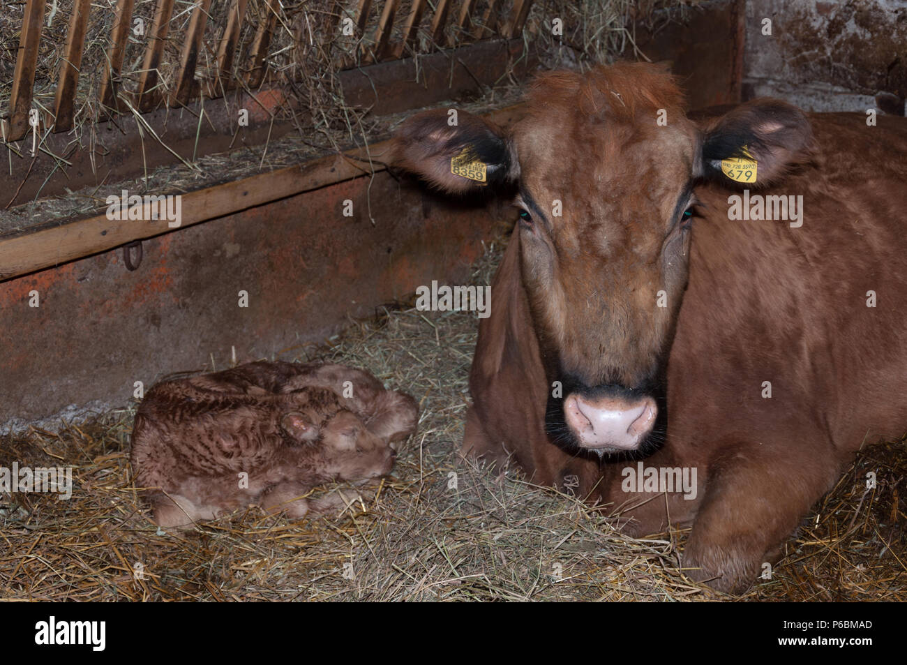 Finnish Native Breed of cow with calf Stock Photo - Alamy