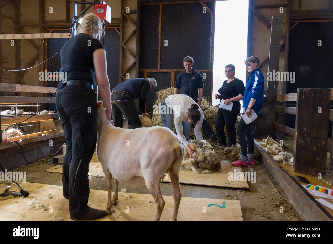 Training sheep shearing judges Stock Photo - Alamy