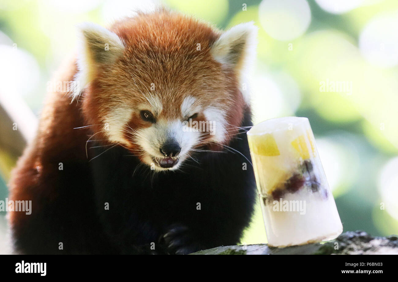 Yasmina, a female red panda, eyes up an ice block with frozen fruits ...