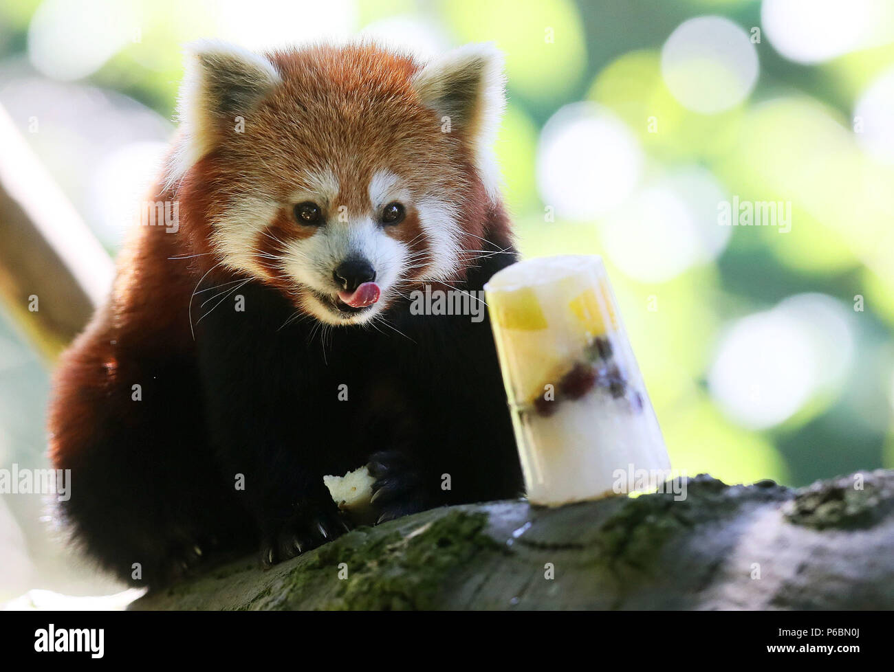 Yasmina, a female red panda, eyes up an ice block with frozen fruits ...
