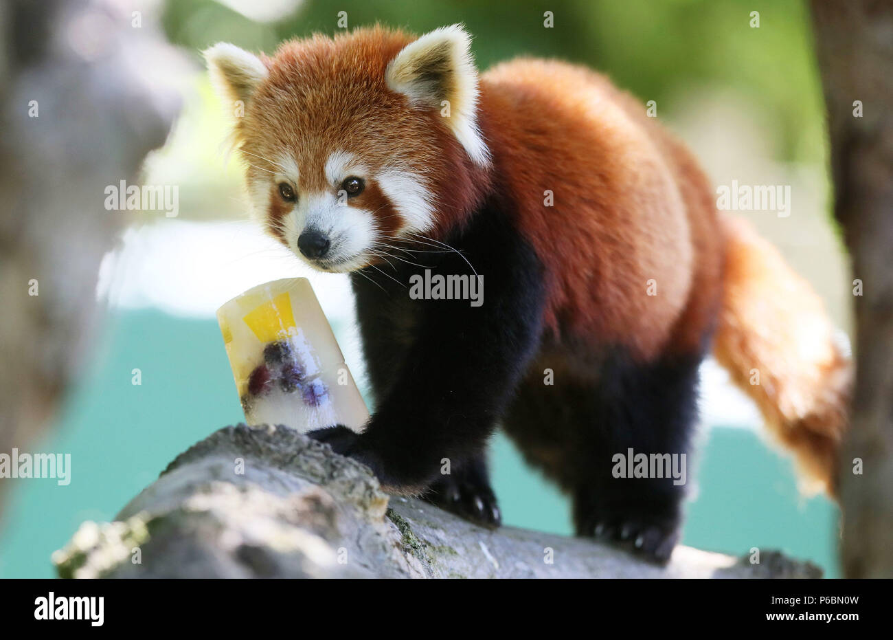 Yasmina, a female red panda, eyes up an ice block with frozen fruits ...