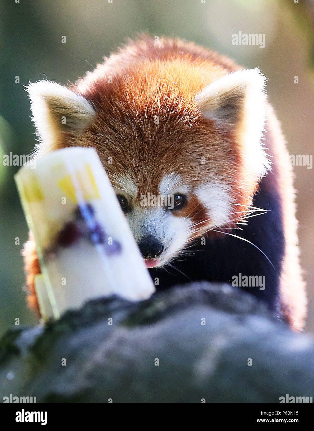 Yasmina, a female red panda, eyes up an ice block with frozen fruits ...