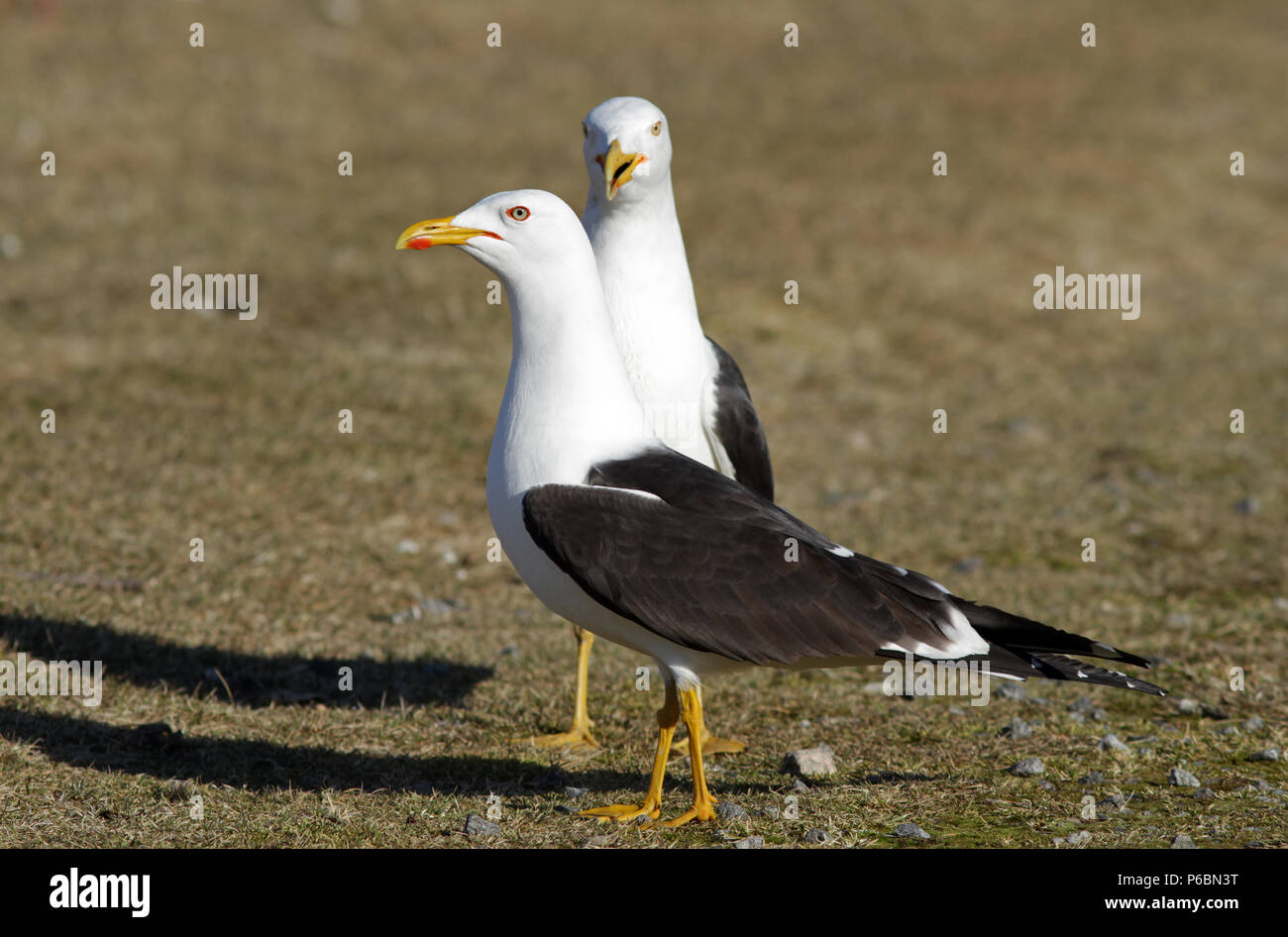 Two gulls standing on hi-res stock photography and images - Alamy