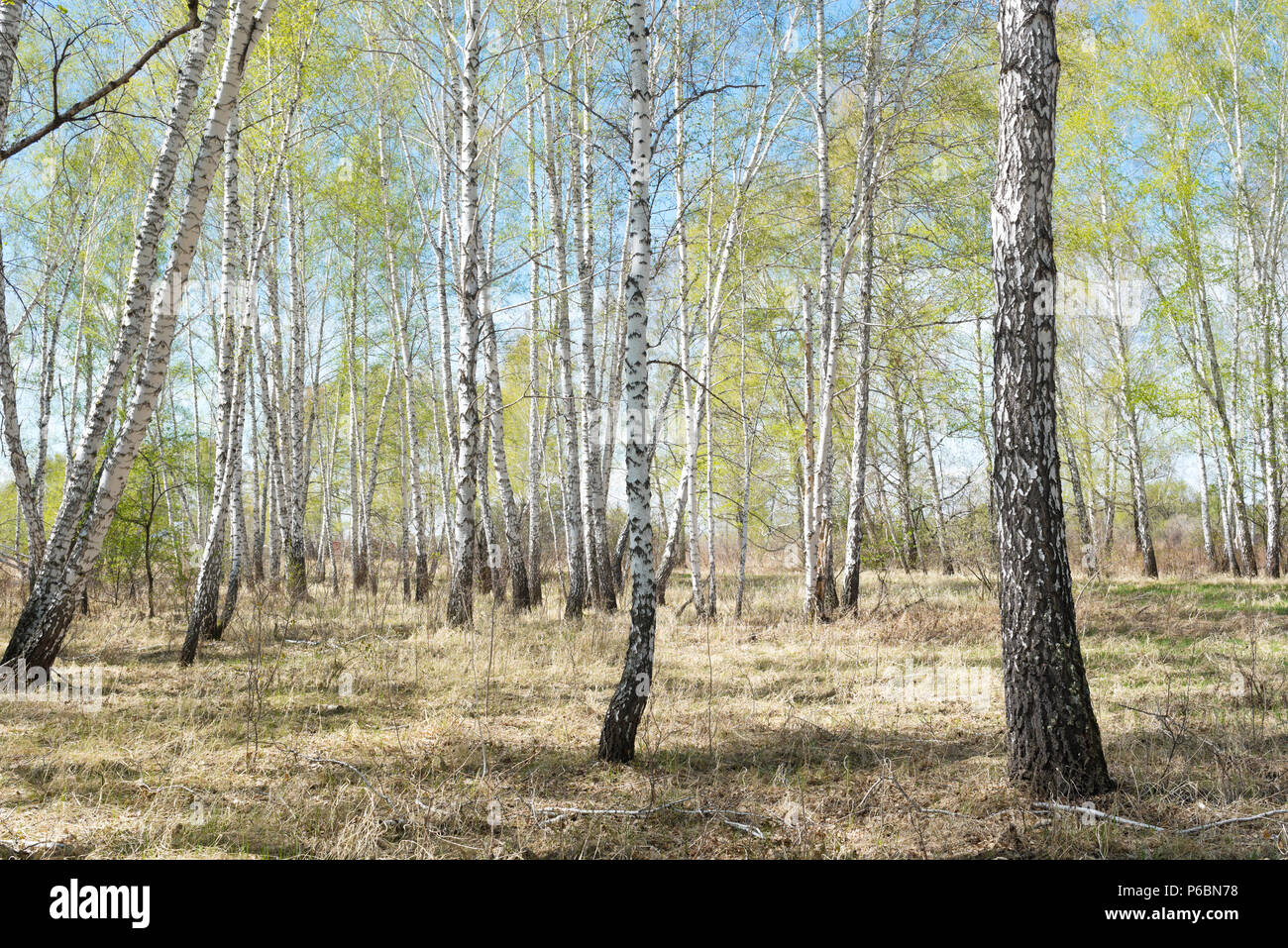 Spring birch forest Stock Photo - Alamy