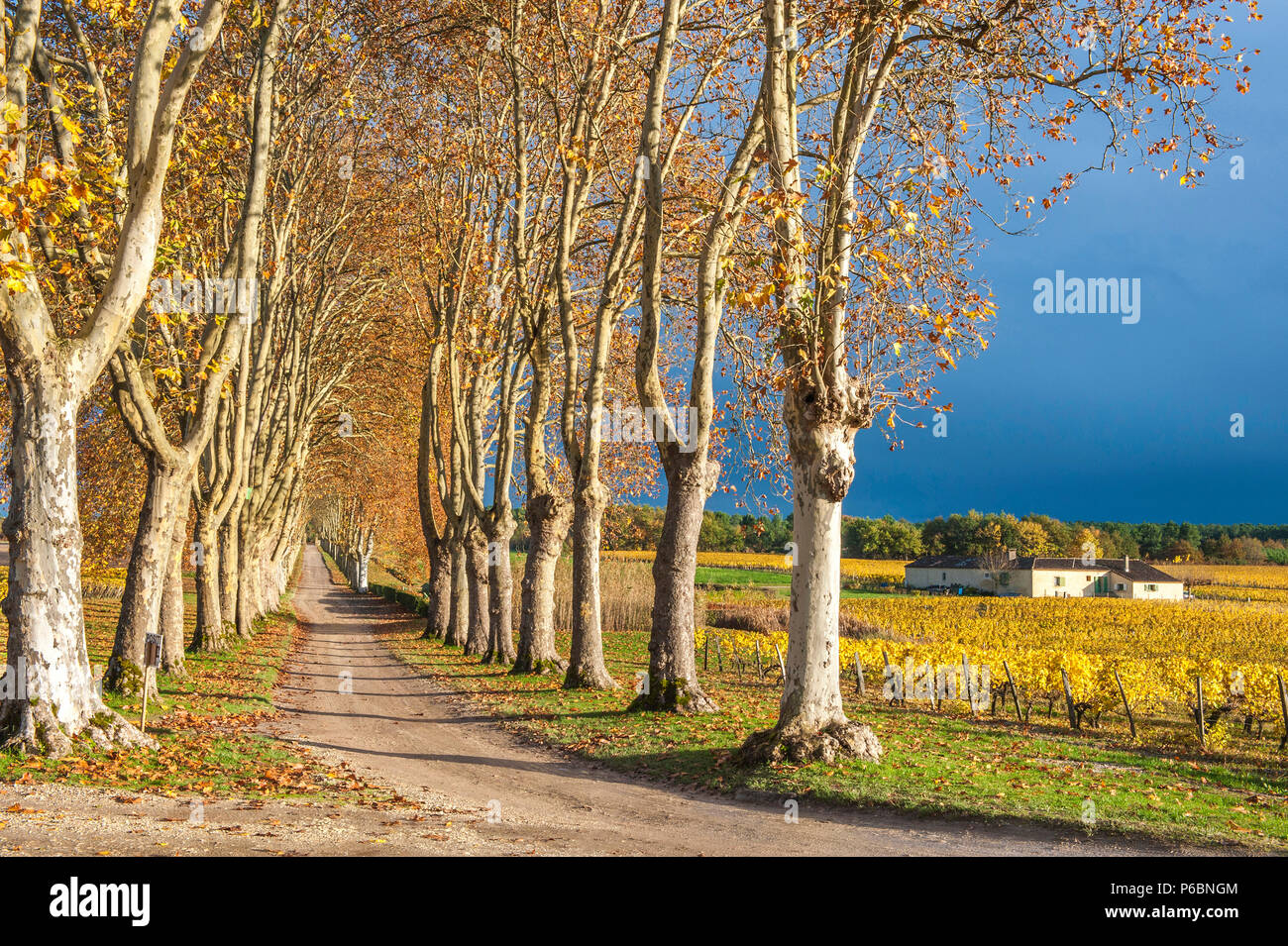 South West France, PDO wine Sauternes vineyard, pathway with plane ...