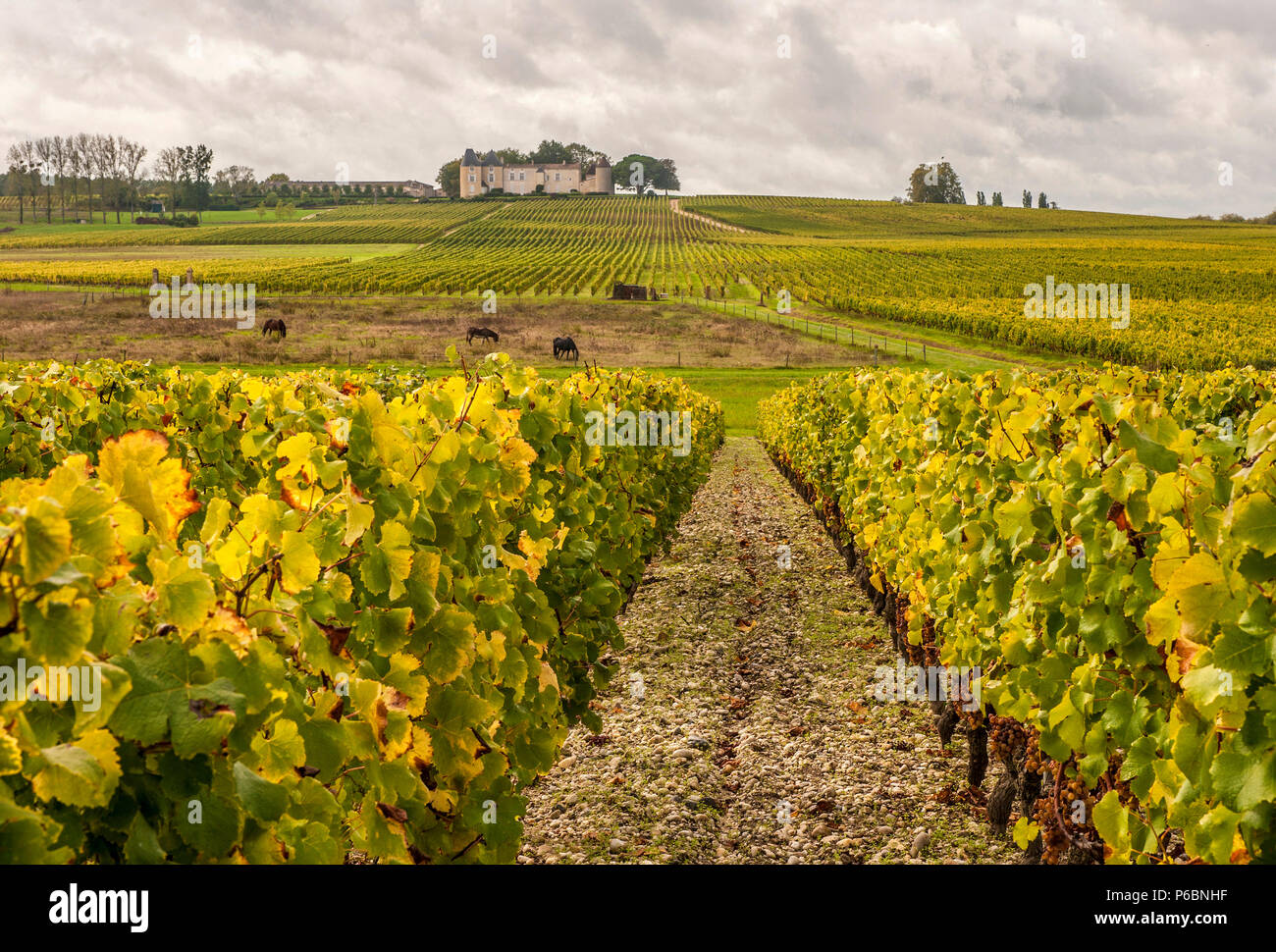 Premier cru vineyard hi-res stock photography and images - Alamy