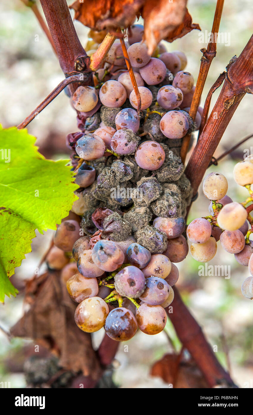 South West France, (PDO) Sauternes wineyard, chateau Yquem, close-up of ...