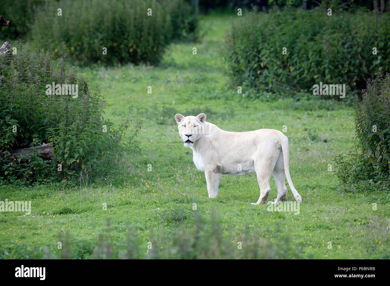 Kruger white lion hi-res stock photography and images - Alamy