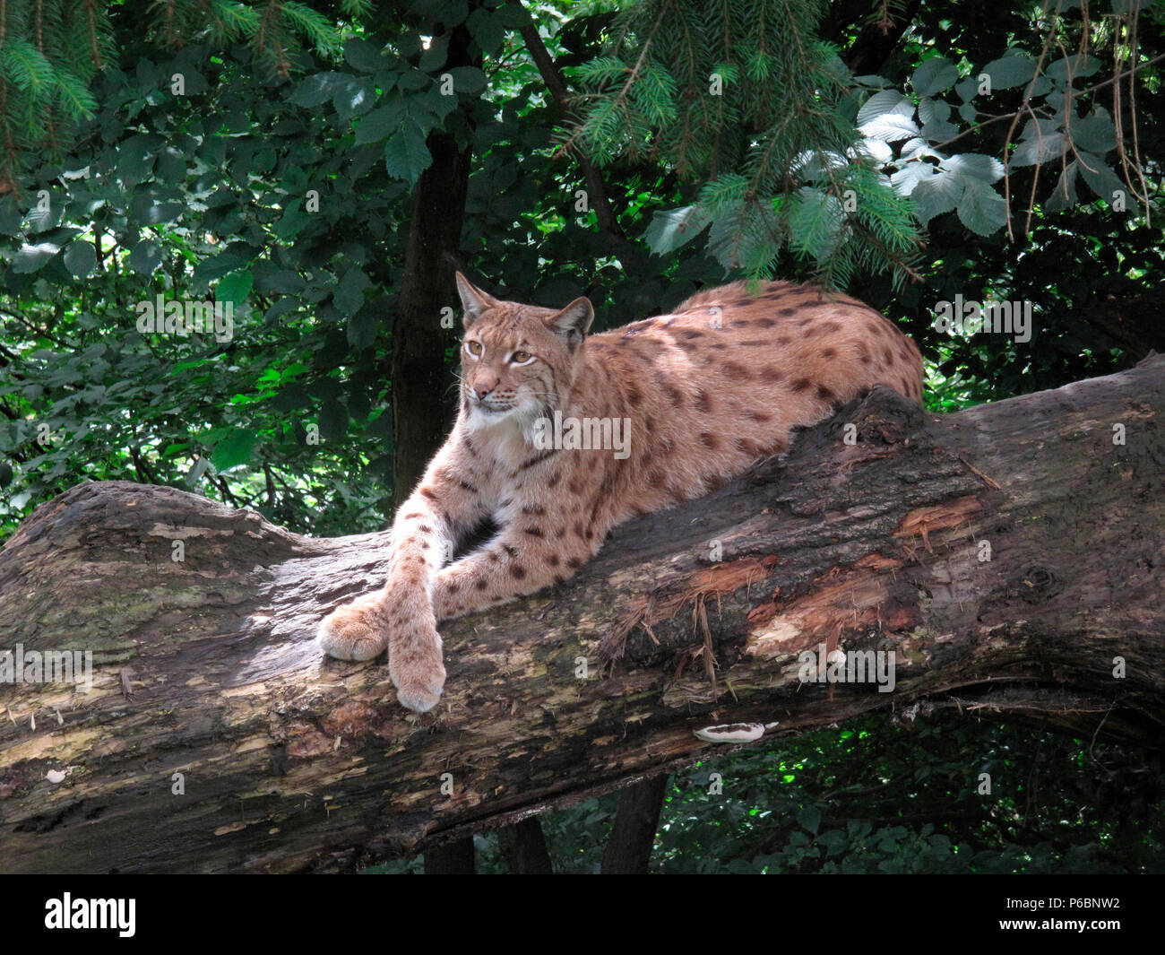 Austria, a linx at the Alpenzoo of Innsbruck Stock Photo - Alamy
