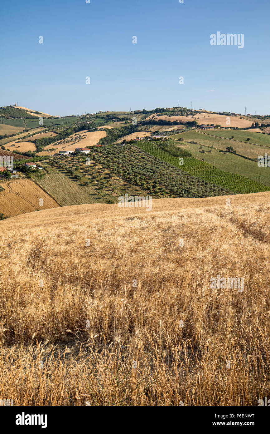 Panoramic view of olive groves and farms on rolling hills of Abruzzo ...